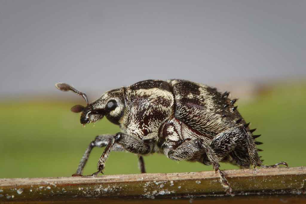 The Ruins of the Moment: Weevil — Photos by Pete McGregor